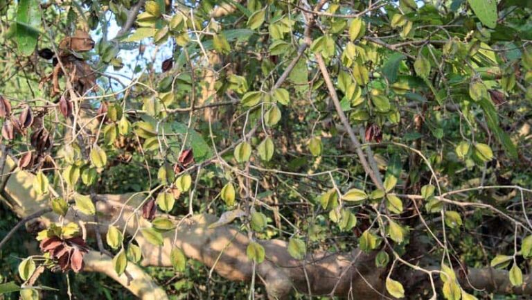 ARJUNA: WHAT IT IS, USES & BENEFITS - Popular Vedic Science