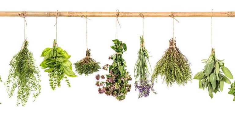 SHATAVARI: WHAT IT IS, USES & BENEFITS - Popular Vedic Science